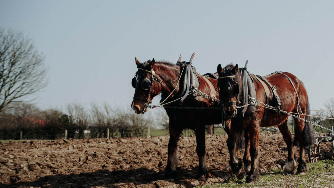 Horses, a constant companion | Ulster Folk Museum
