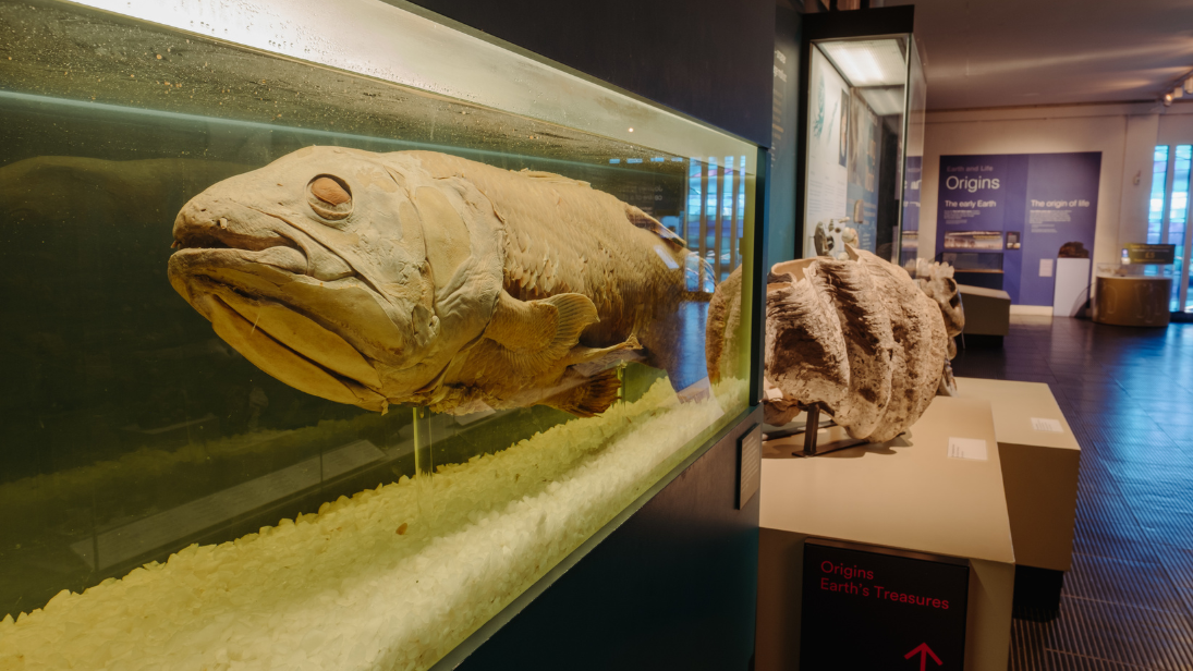 the Coelacanth fish