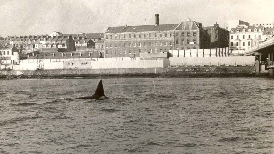 Whale Identification Workshop