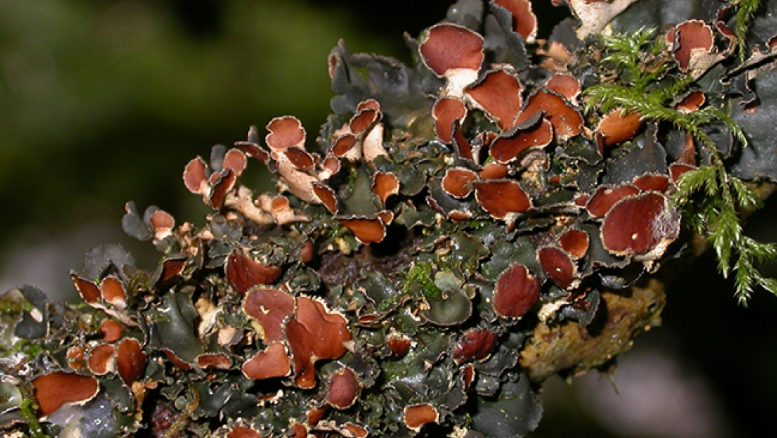 CEDaR | National Museums NI