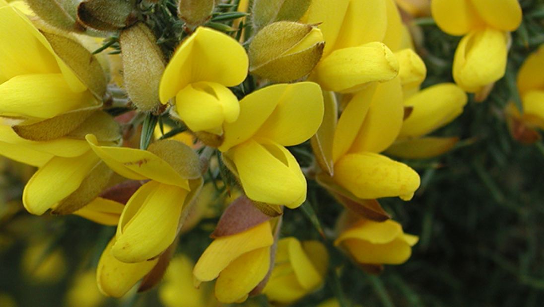 CEDaR | National Museums NI