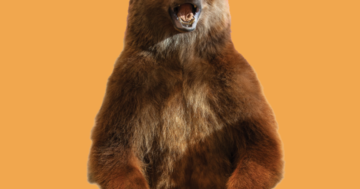 Awesome Animal Adaptations | Ulster Museum