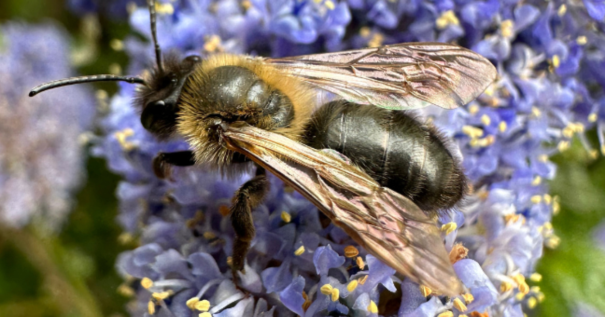 The Solitary Bee | Ulster Folk Museum