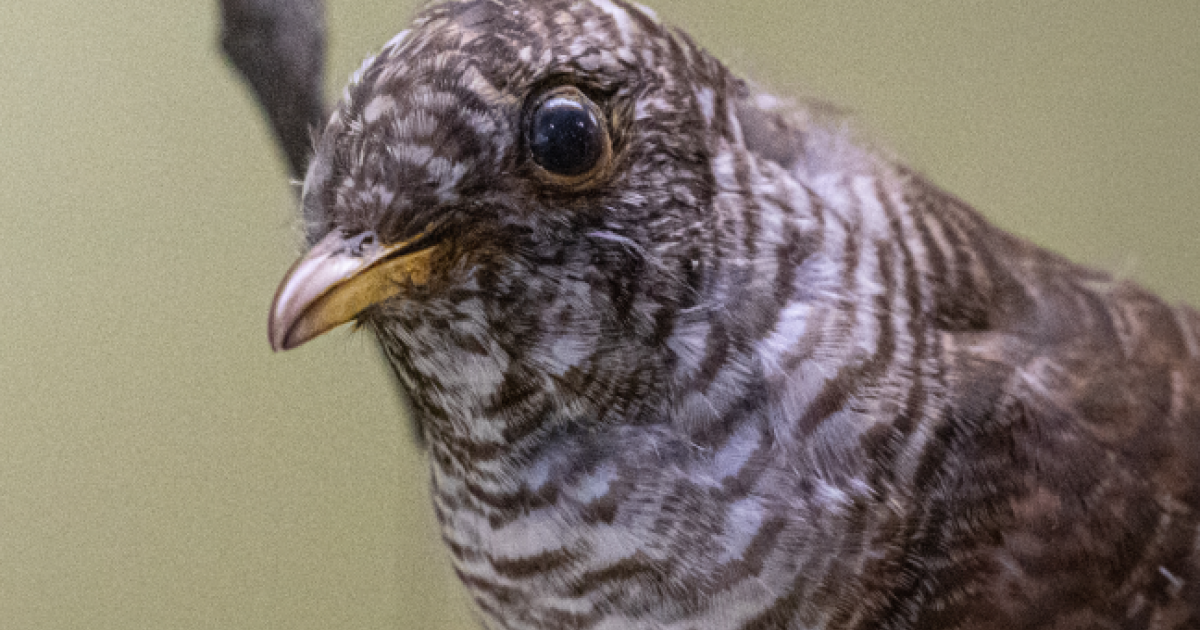 Cuckoo Cuculus Canorus | Ulster Museum