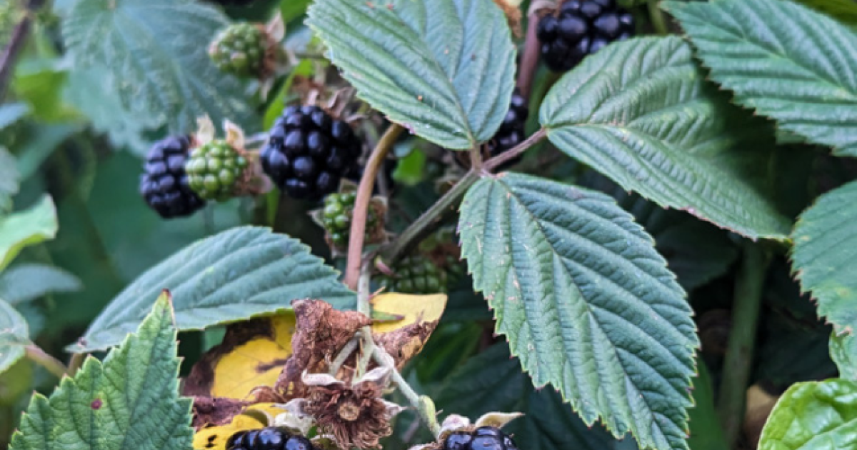 Foraging in Autumn | Ulster Folk Museum