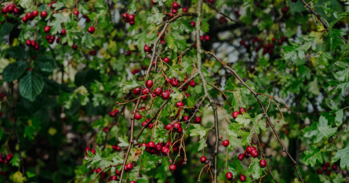 Foraging in Winter | Ulster Folk Museum