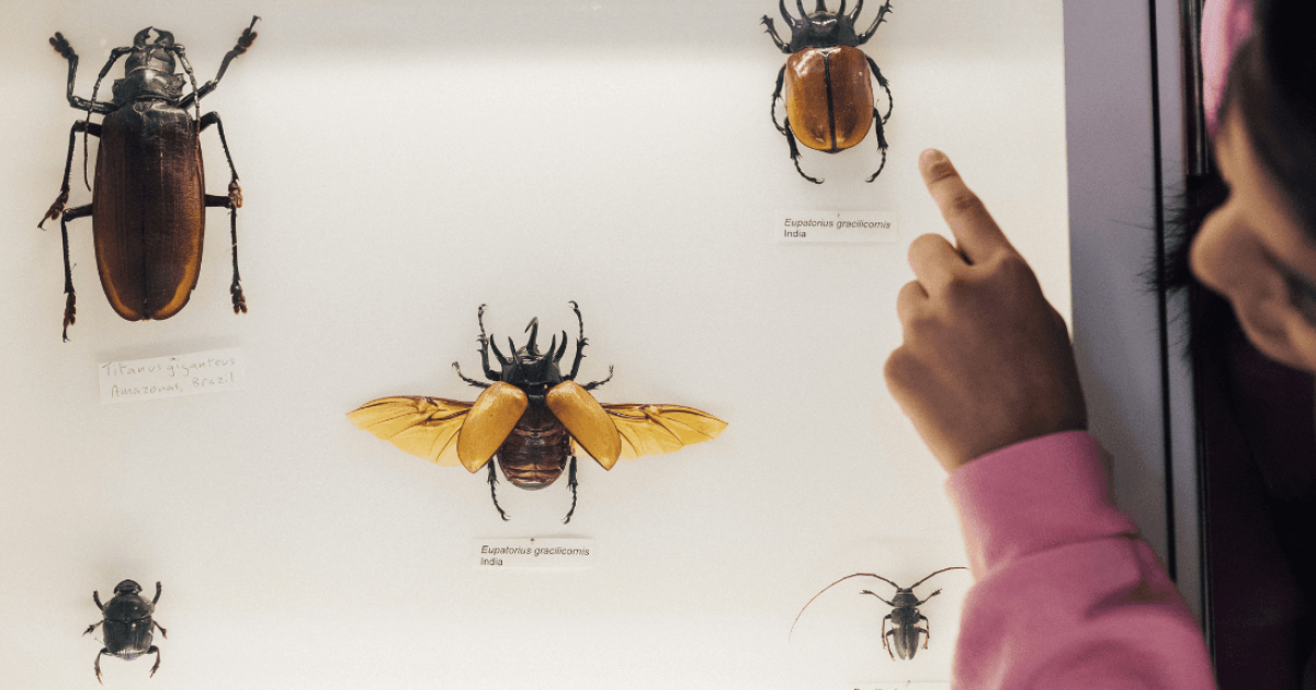 Ask About Animals | Ulster Museum