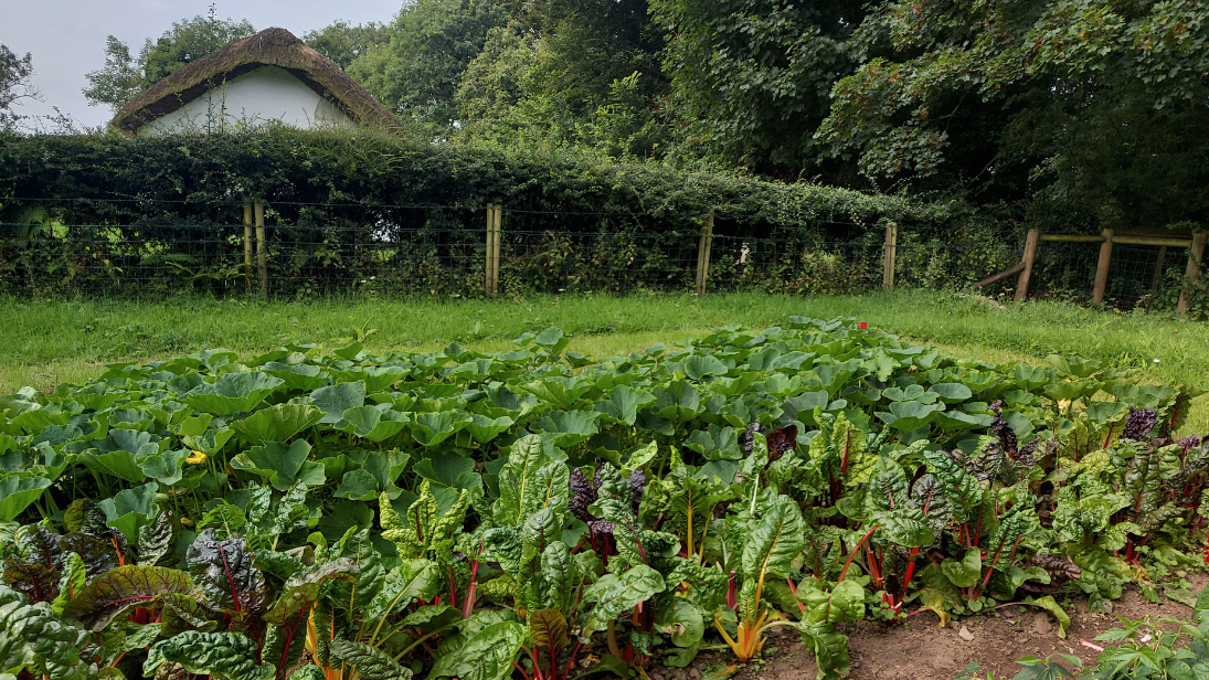 Co Farm crops growing at the Ulster Folk Museum