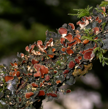 Centre for Environmental Data and Recording | National Museums NI