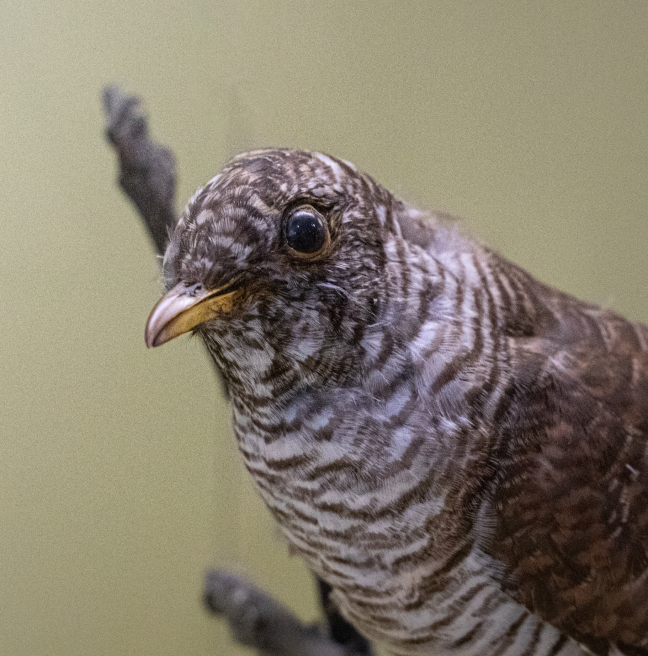 Cuckoo Cuculus Canorus | Ulster Museum