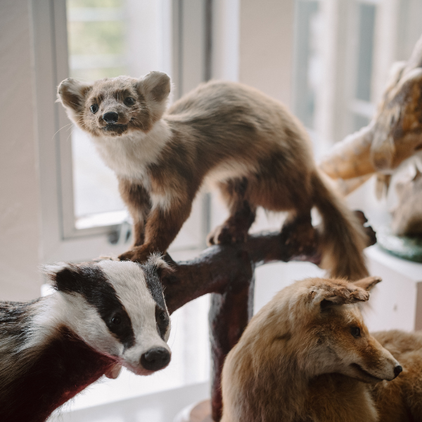 Awesome Animal Adaptations | Ulster Museum