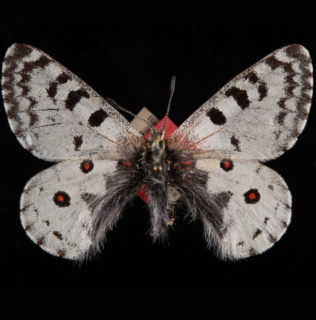 Snow Butterflies | Ulster Museum